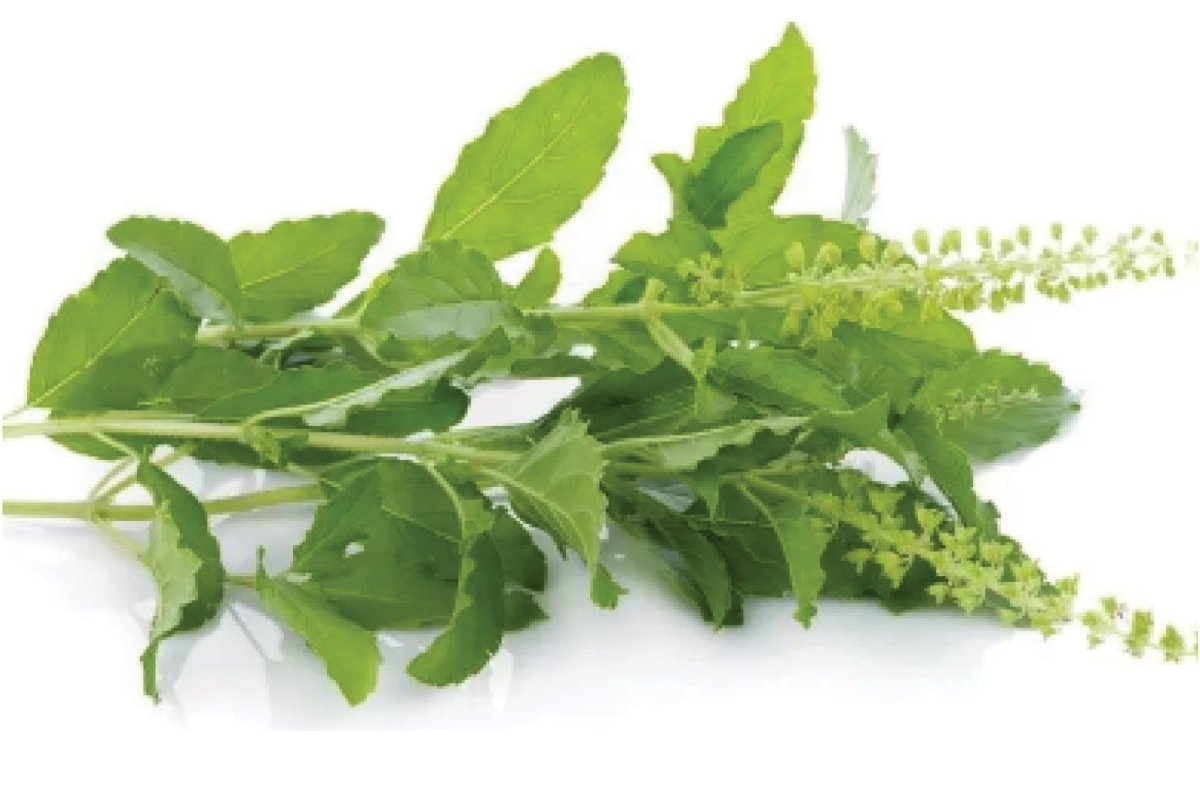 Buy Fresh Holy Basil Online | Aromatic & Fresh | Alli Bhavan