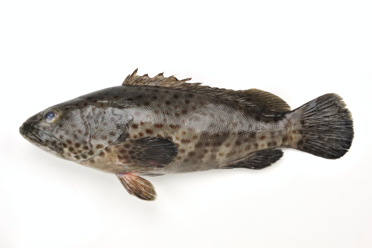 Buy Grouper Fish Online | Alli Bhavan