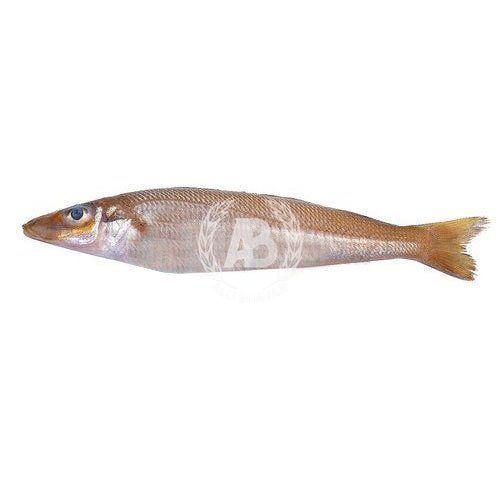 Buy Kilakkan Lady Fish Online | Fresh & Frozen | Alli Bhavan