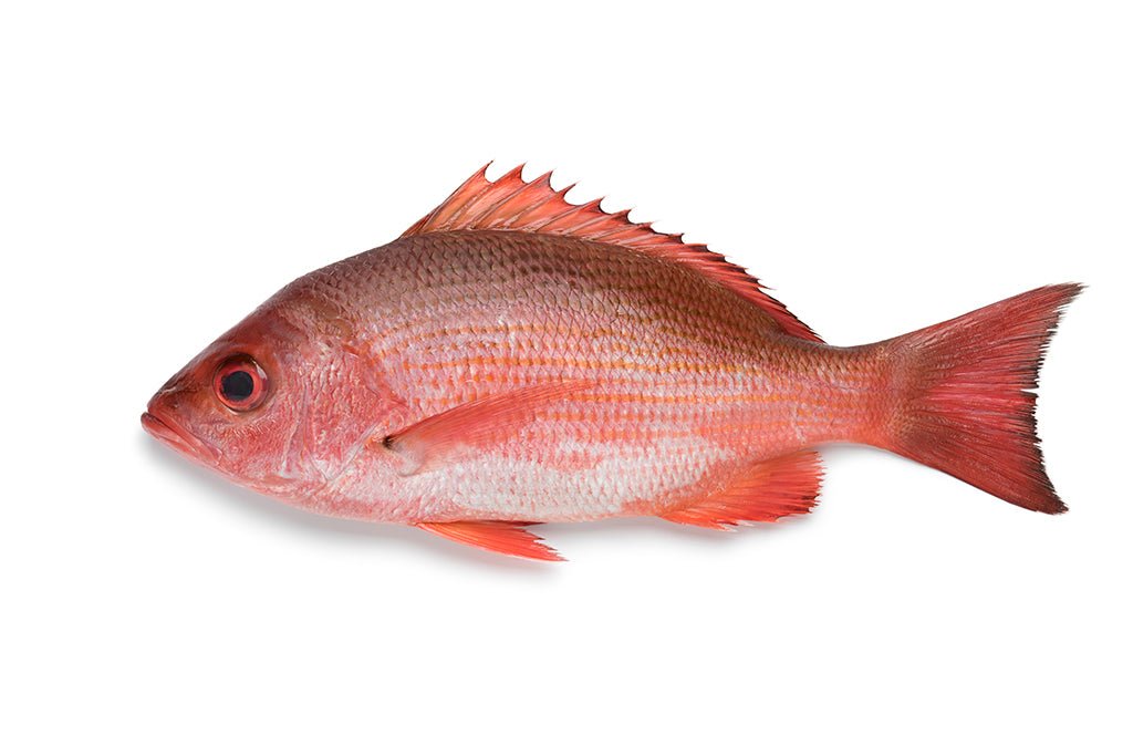 Buy Pinjalo Snapper Online | Fresh Fish | Alli Bhavan