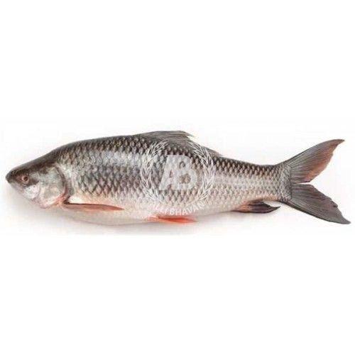 Buy Fresh Rohu Fish Online | Alli Bhavan