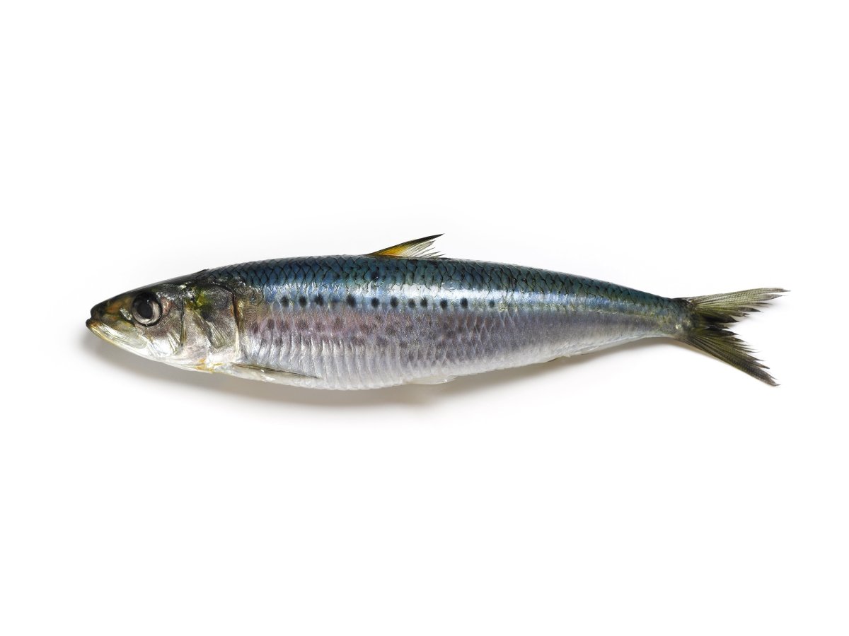Buy UK Sardine Fish Online | Alli Bhavan