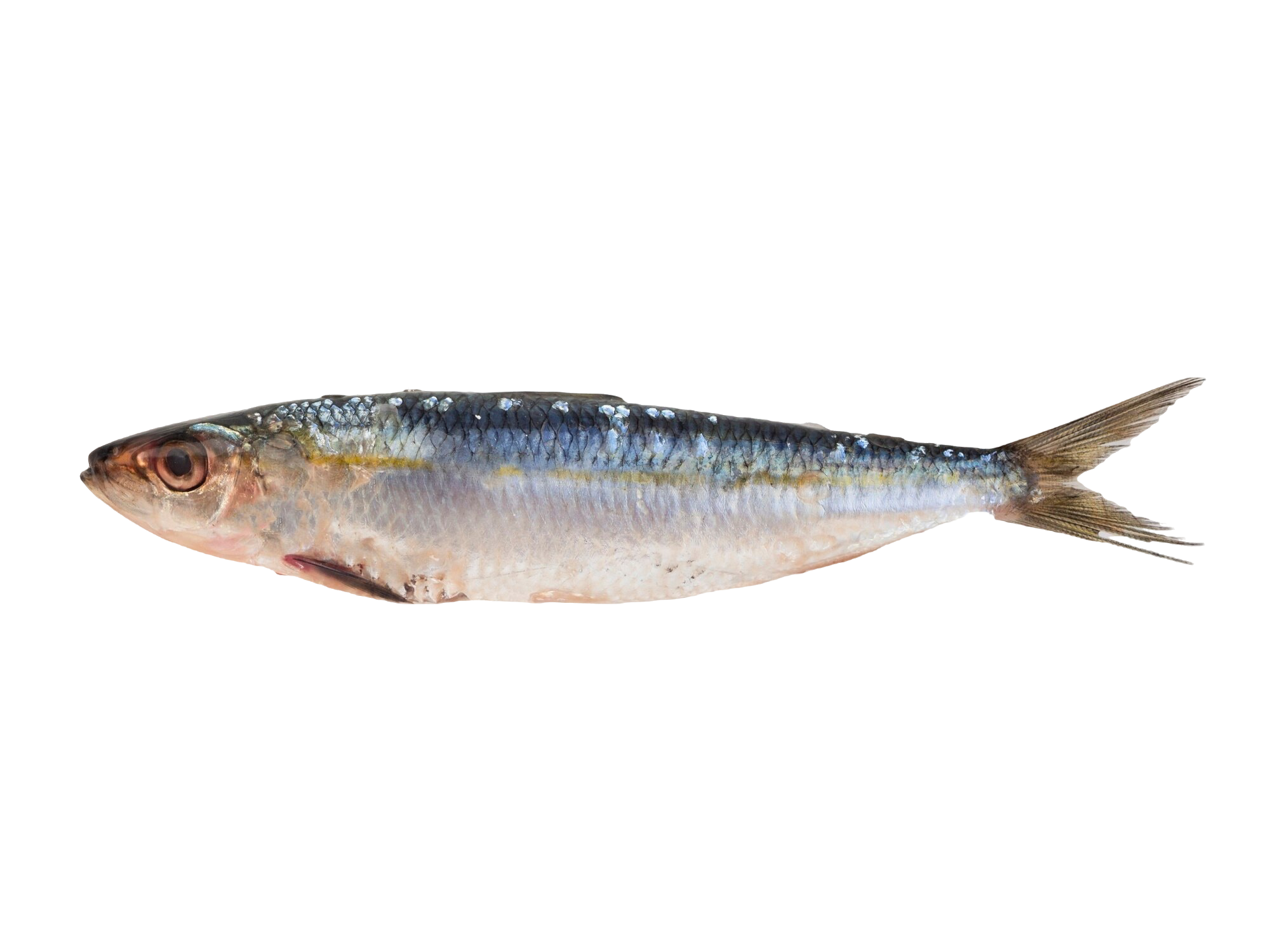 Buy Fresh Sri Lankan Sardines Online | Alli Bhavan
