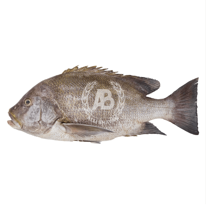 Buy Uruvilai Whole Fish Online | Alli Bhavan