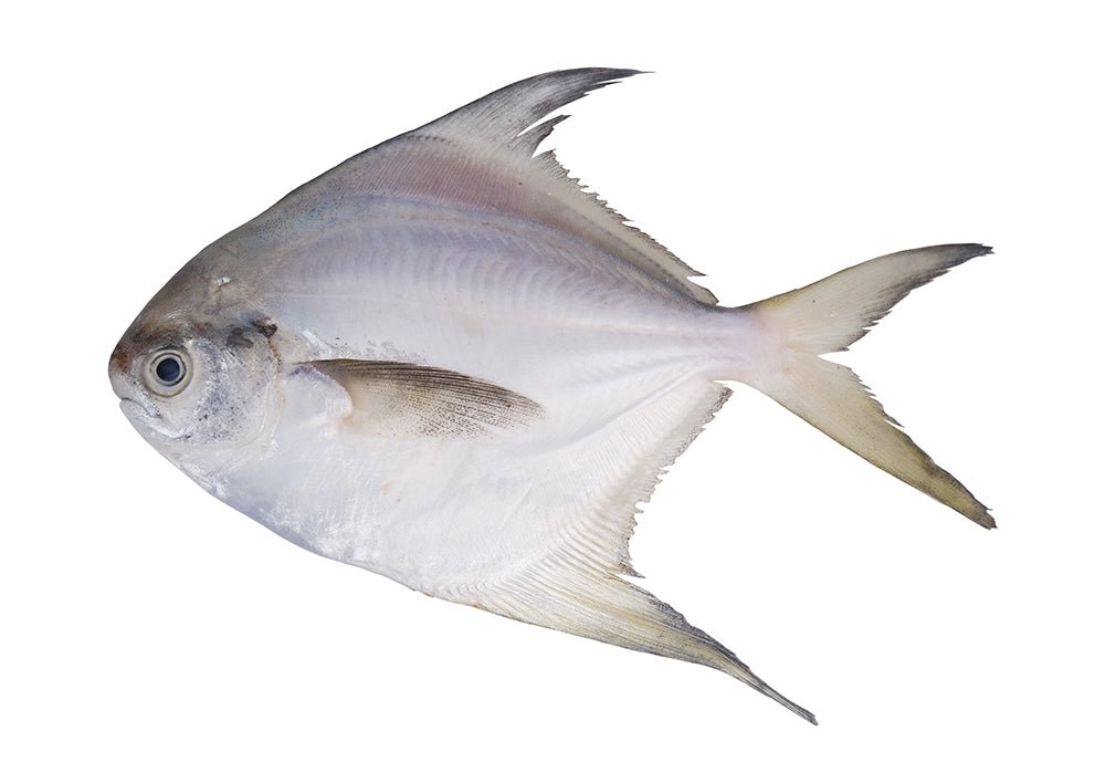 Buy White Pomfret Fish Online | Alli Bhavan